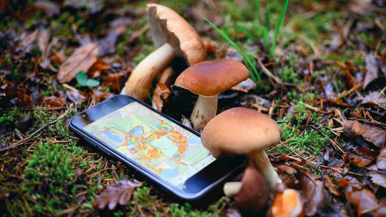 Kde rostou houby? Poradí vám tato chytrá interaktivní mapa | CHIP.cz